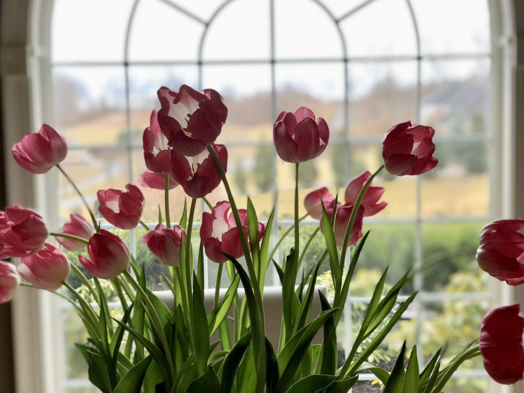 Spring Ideas - Indoor Potted Tulips - Happy Haute Home